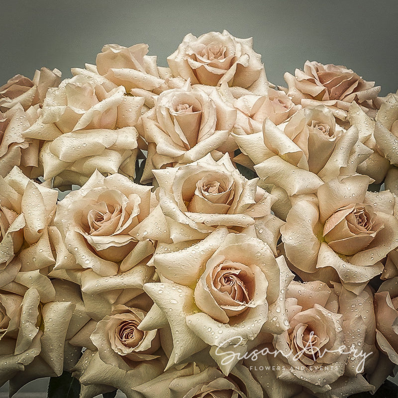 Valentines Day — Colombian Roses - Susan Avery