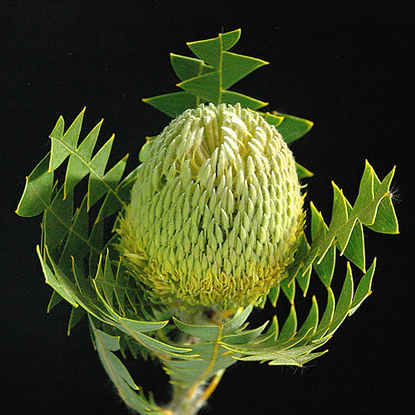 Fresh Flowers — Banksia (Baxteri sp.) - Susan Avery