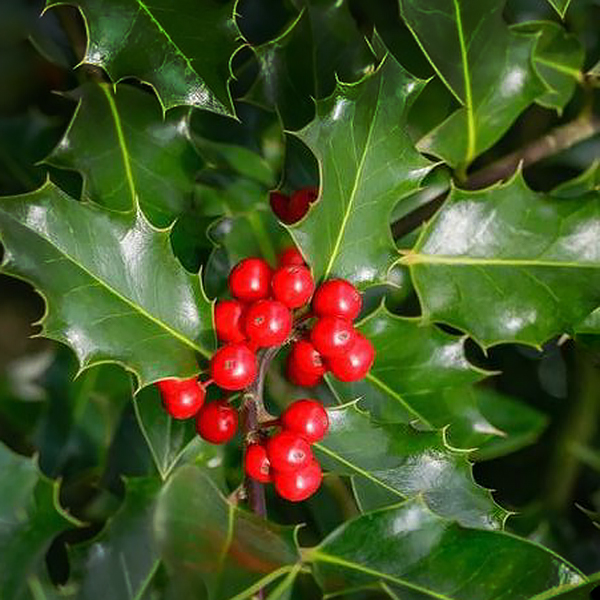 Fresh Flowers — Holly - Susan Avery