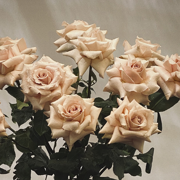 Roses Sydney| Buy Roses Sydney | Same Day Delivery - Susan Avery