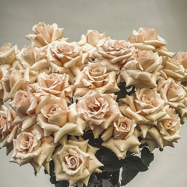 Roses Sydney| Buy Roses Sydney | Same Day Delivery - Susan Avery